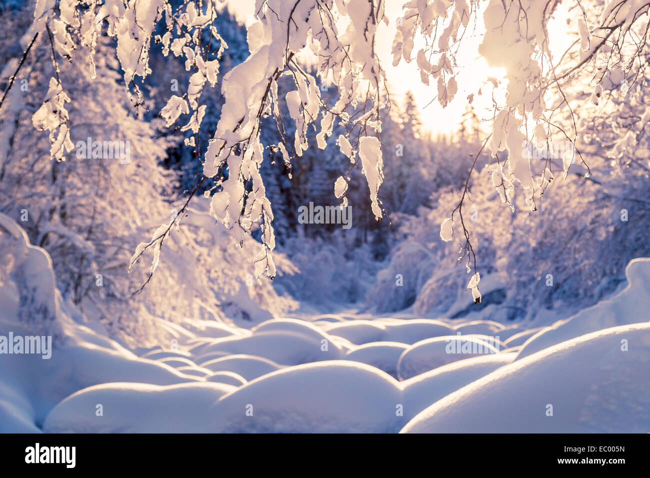 River in winter with snow and tree Stock Photo - Alamy