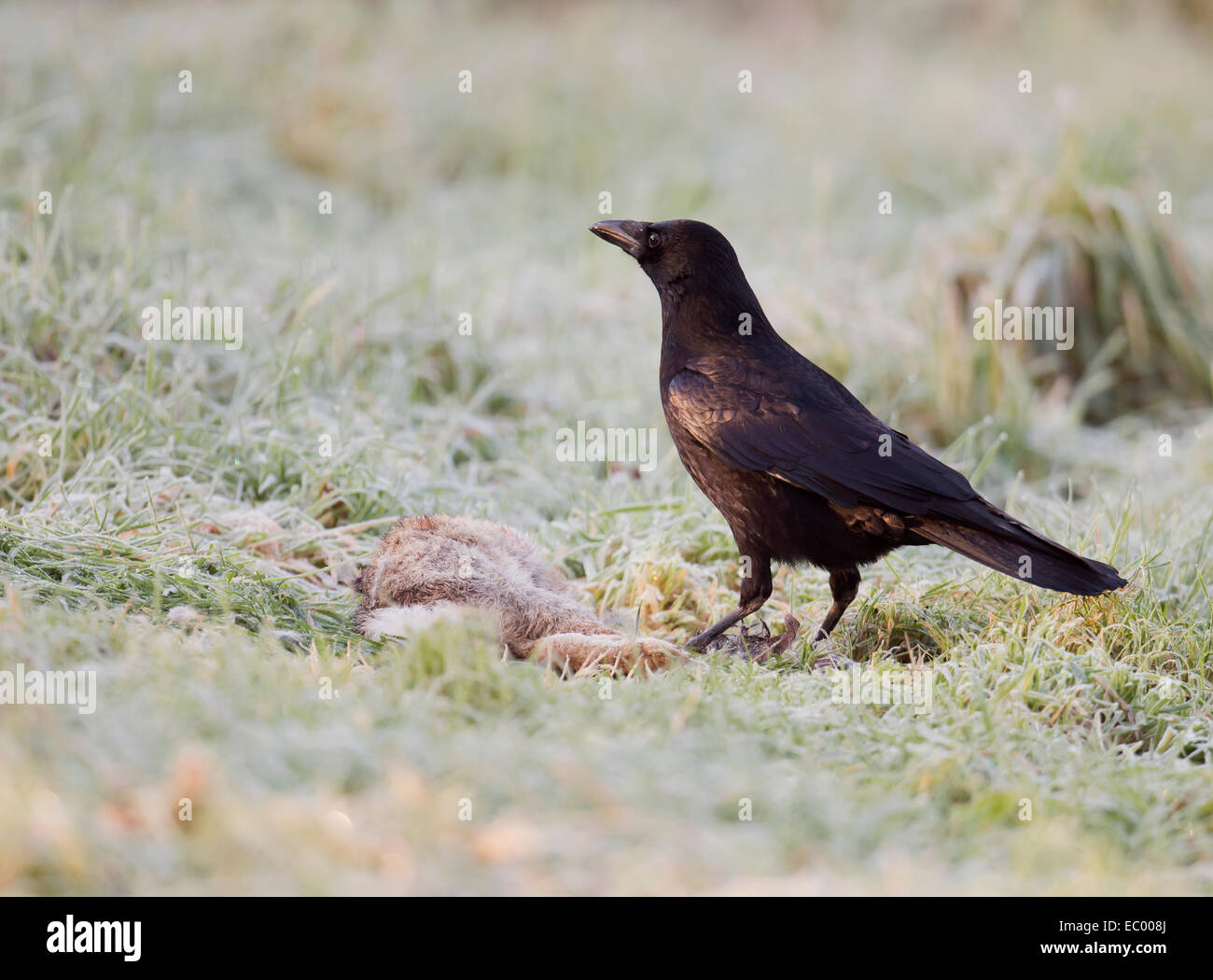Scavenger scavenging hi-res stock photography and images - Alamy