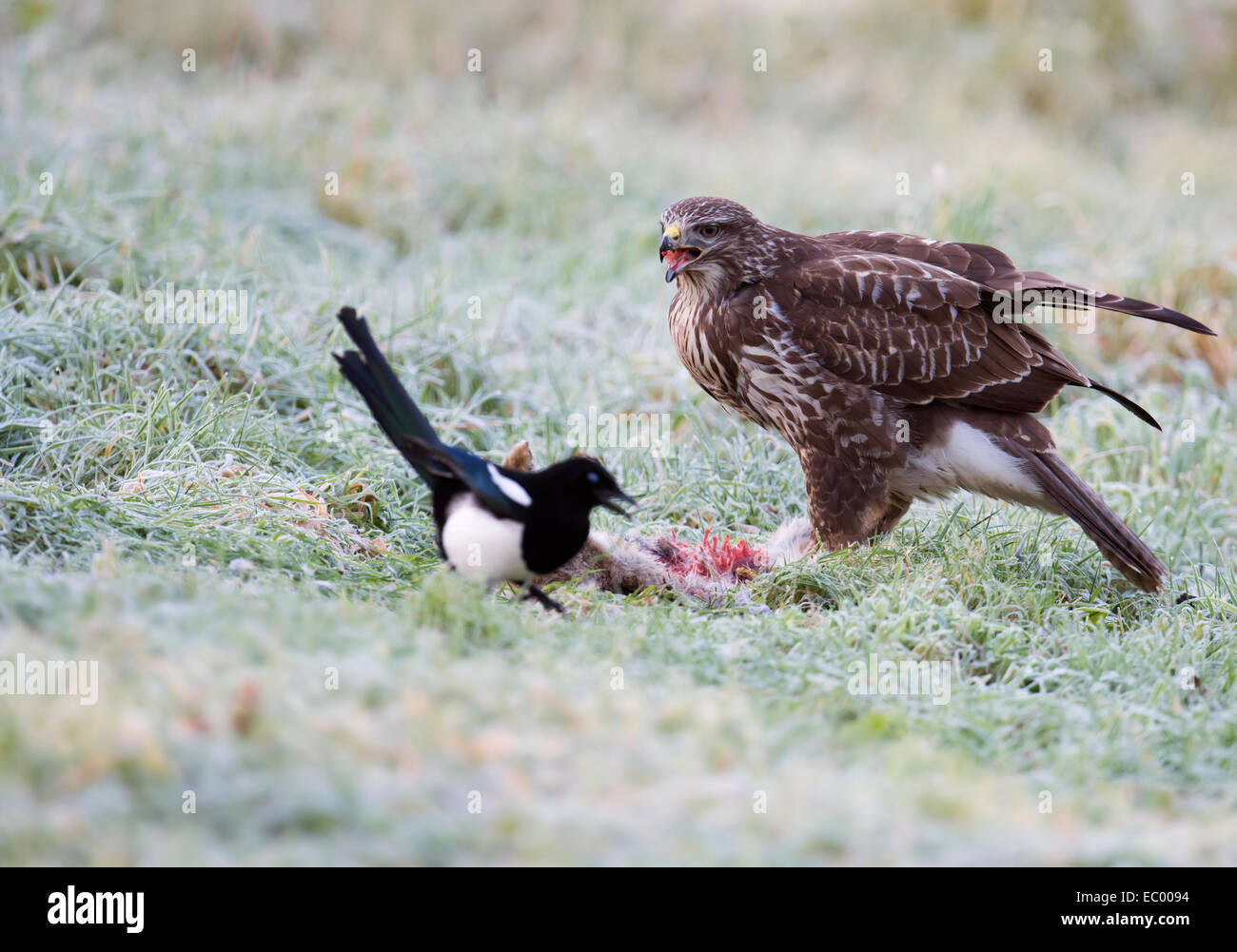 Magpie uk scavenging hi-res stock photography and images - Alamy