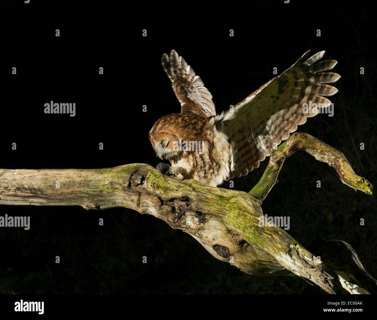 Tawny owl uk flight hi-res stock photography and images - Alamy