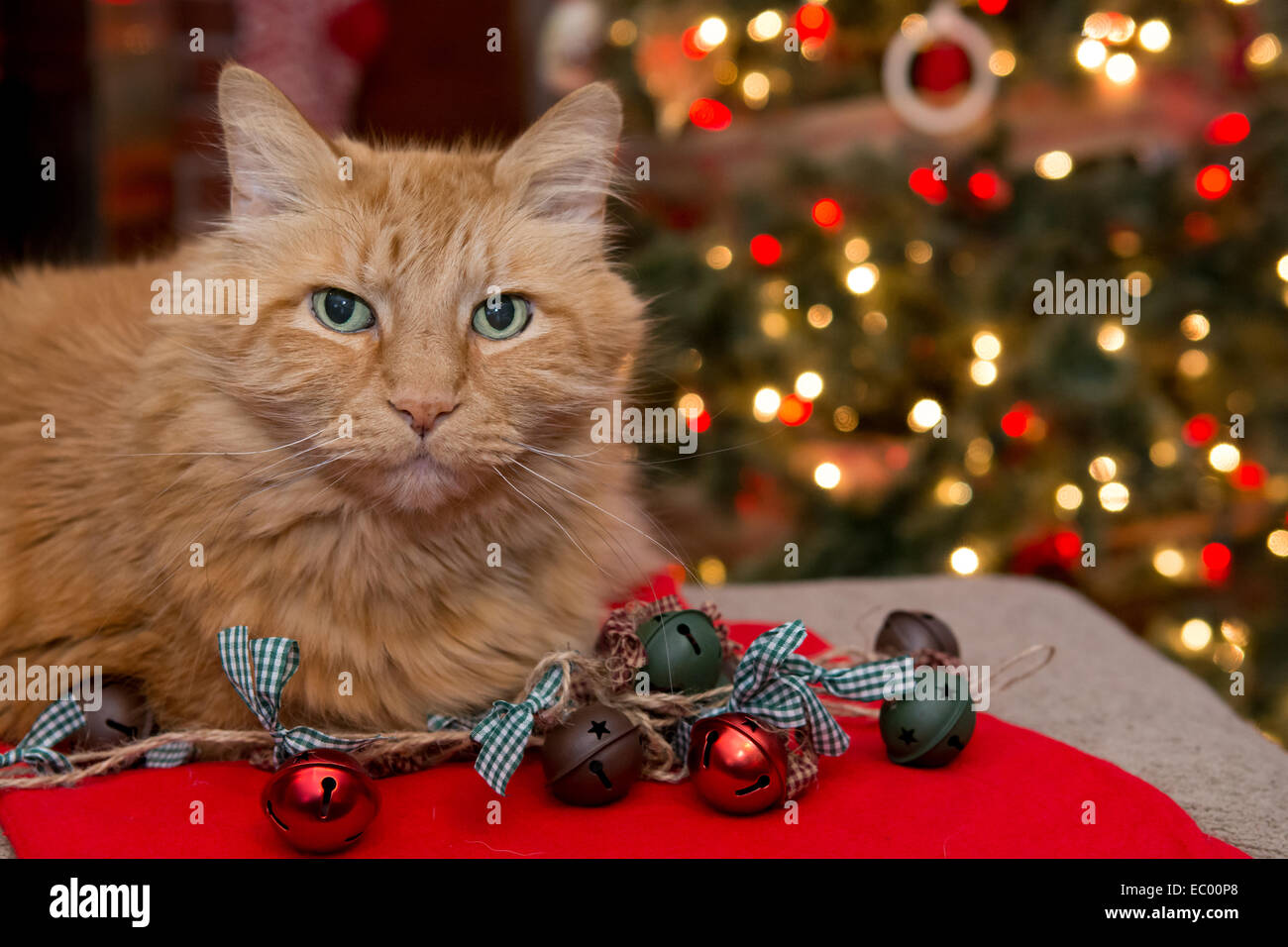 Adorable orange cat hi-res stock photography and images - Alamy