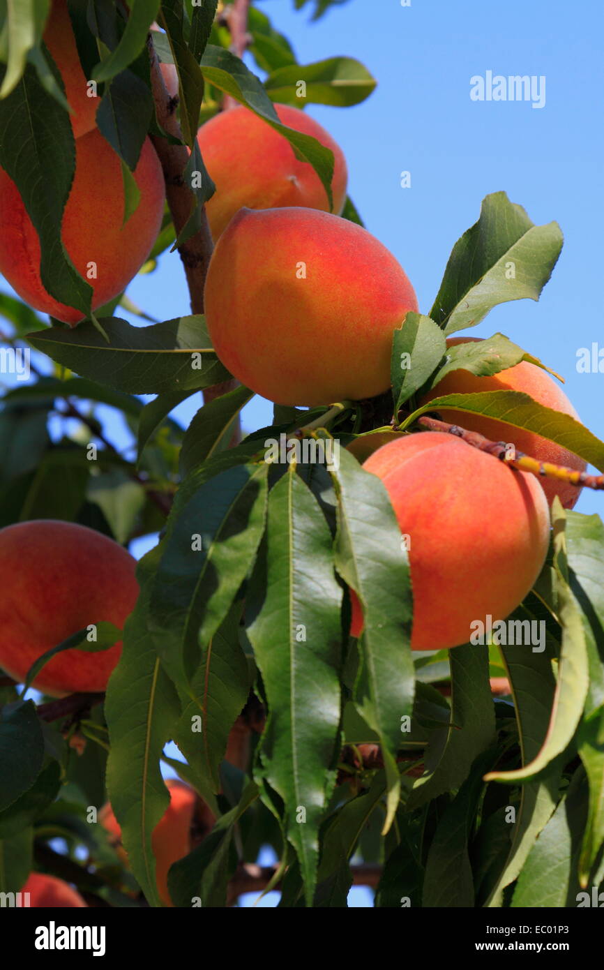 Peach fruit tree close up shoot background blue sky. Patara, Antalya ...