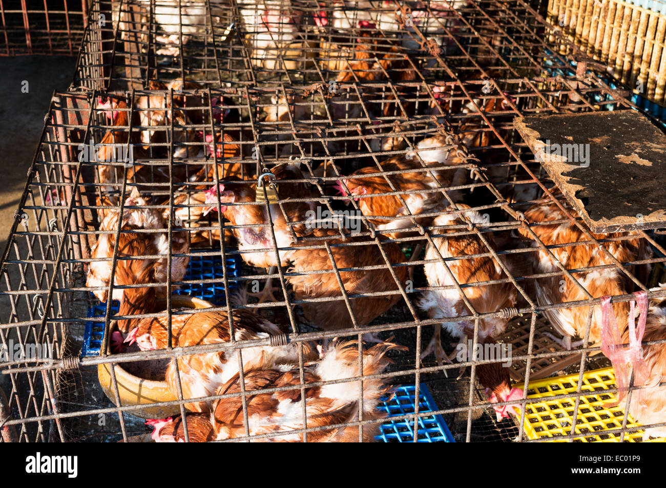 caged live chickens at a market in Georgetown, Penang, Malaysia ...
