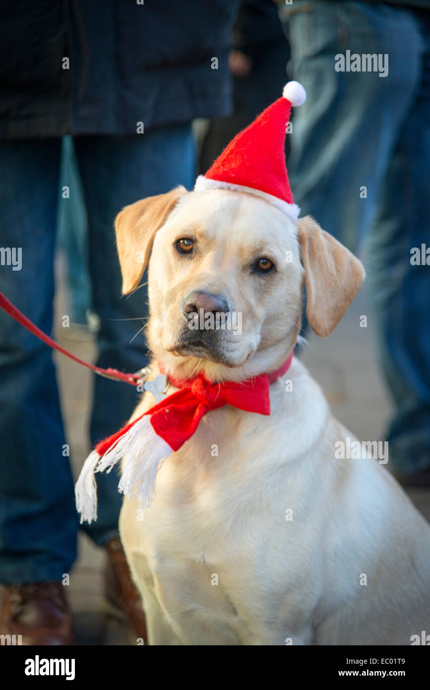 Cambridge, UK. 06th Dec, 2014. A labrador dog gets into the Christmas ...