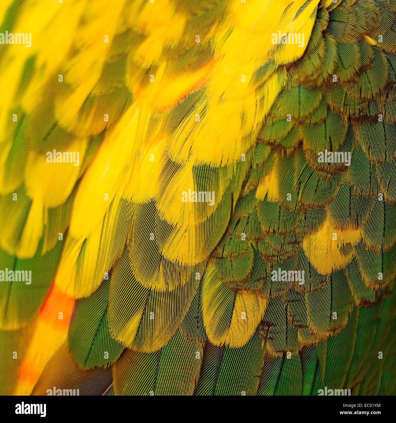 Colorful yellow and orange bird feathers, Sun Conure feathers texture ...