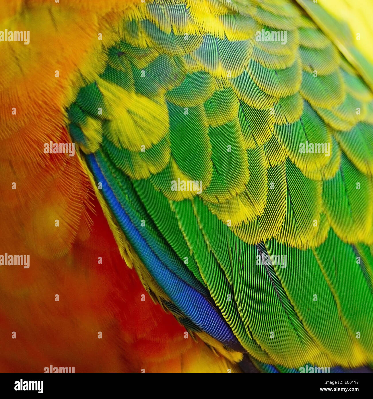 Colorful yellow and orange bird feathers, Sun Conure feathers texture ...