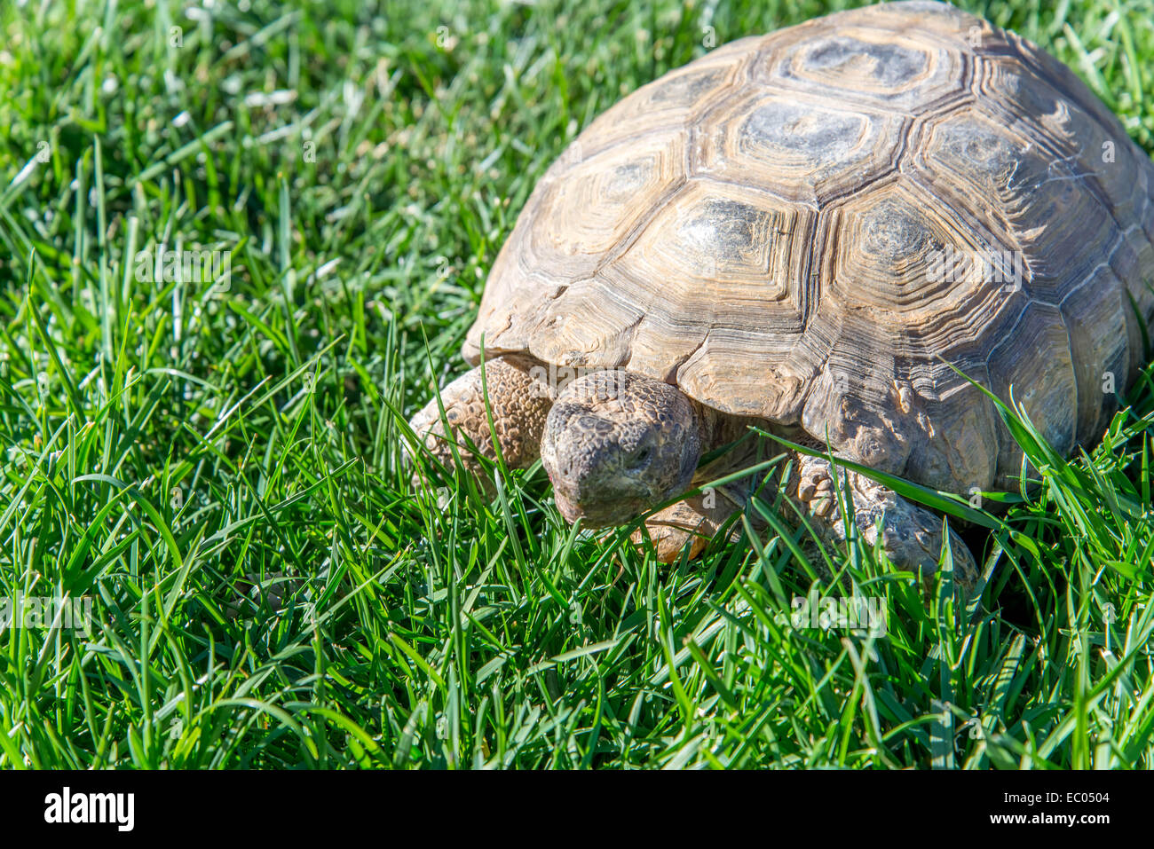 Tortoise in lawn hi-res stock photography and images - Alamy
