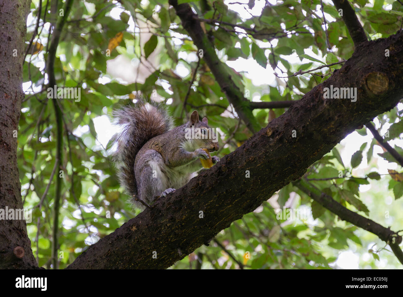 Squirrel on the tree Stock Photo - Alamy
