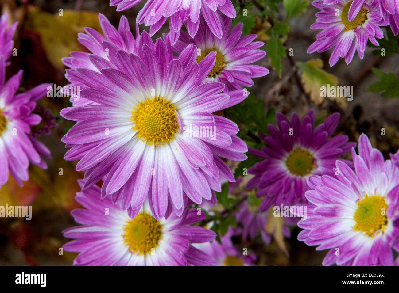 Pink aster flower hi-res stock photography and images - Alamy