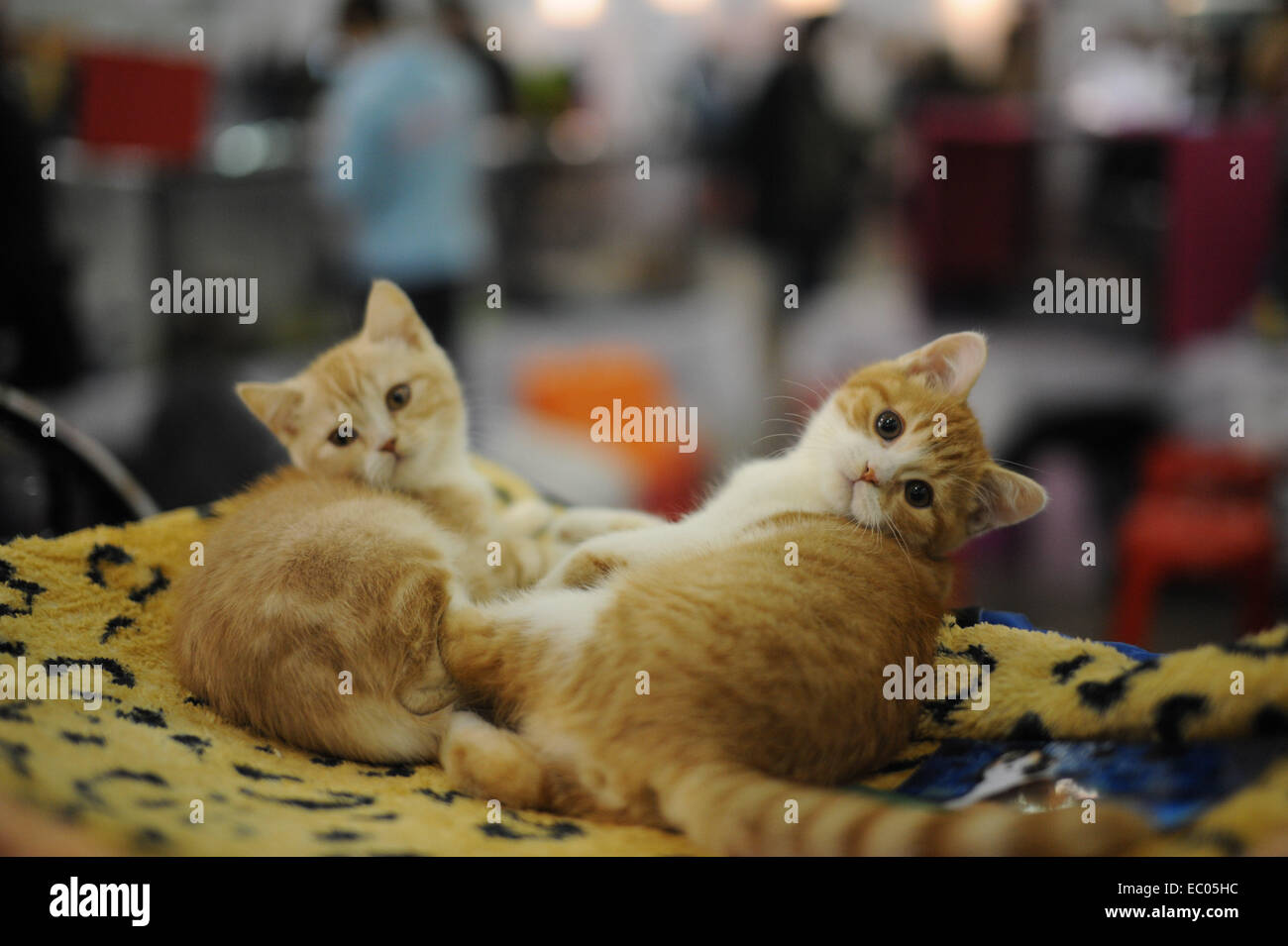 Moscow, Russia. 6th Dec, 2014. Two cats are seen on the Grand-prix ...