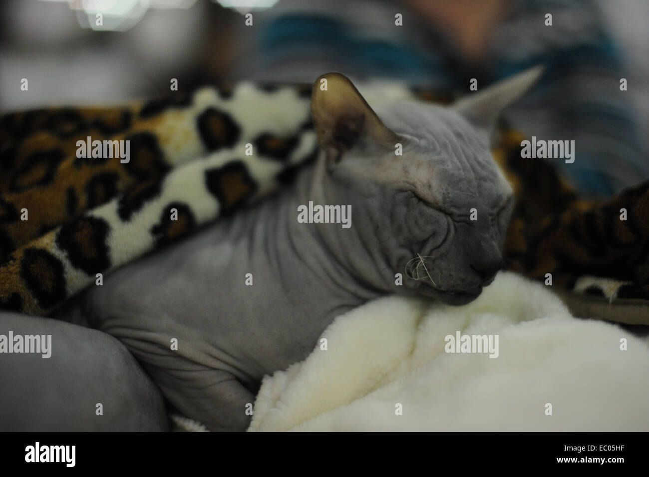 Moscow, Russia. 6th Dec, 2014. A cat is seen on the Grand-prix Royal ...