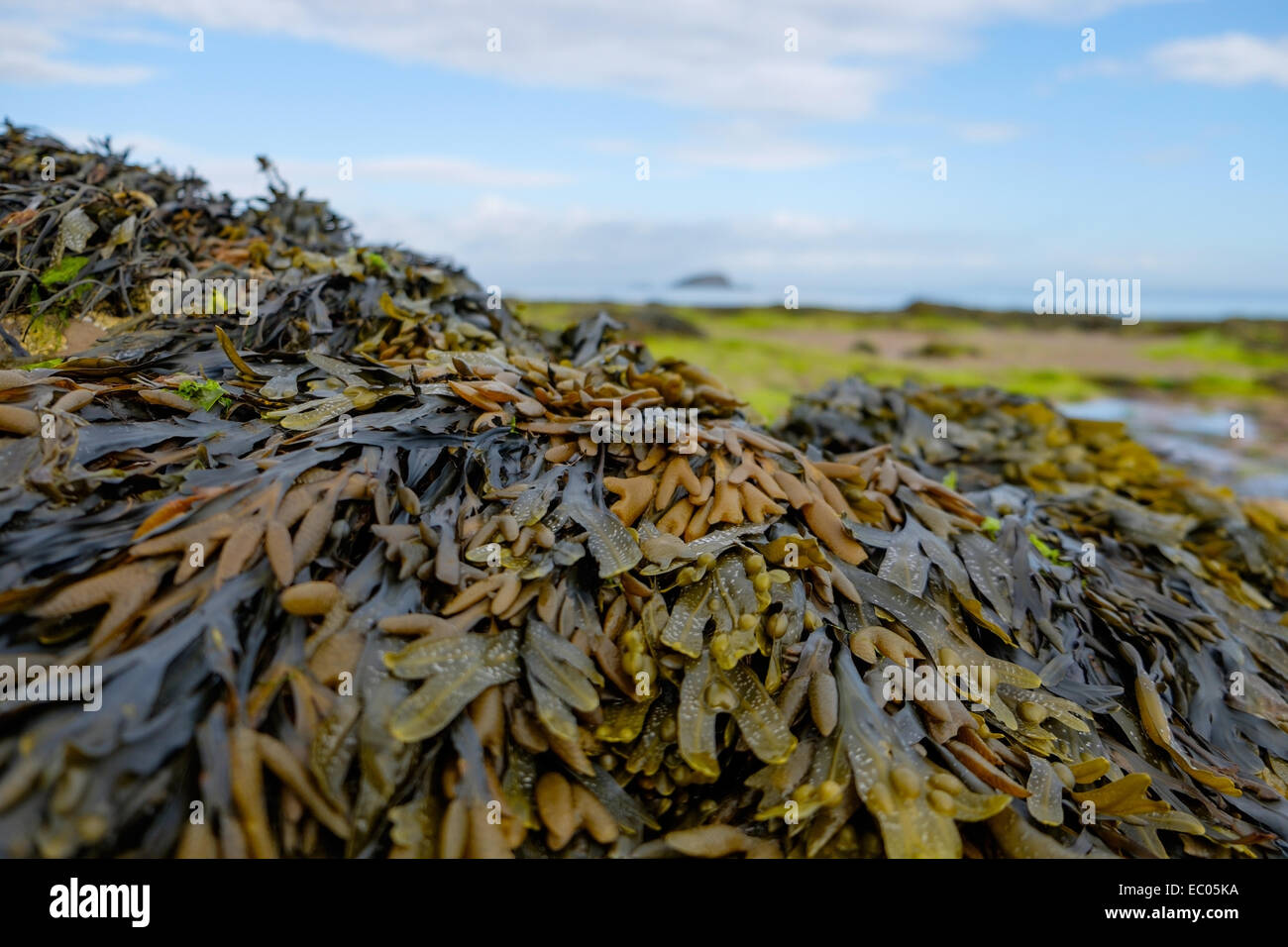 Beach wrack hi-res stock photography and images - Alamy