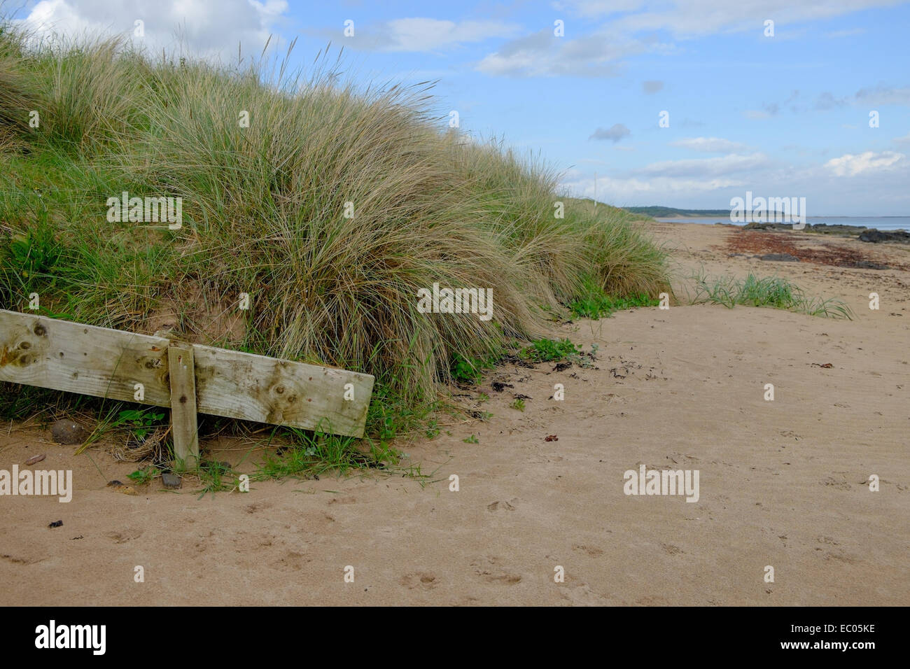 Eroding sand dunes covered in marram grass (Ammophila) at the high tide ...