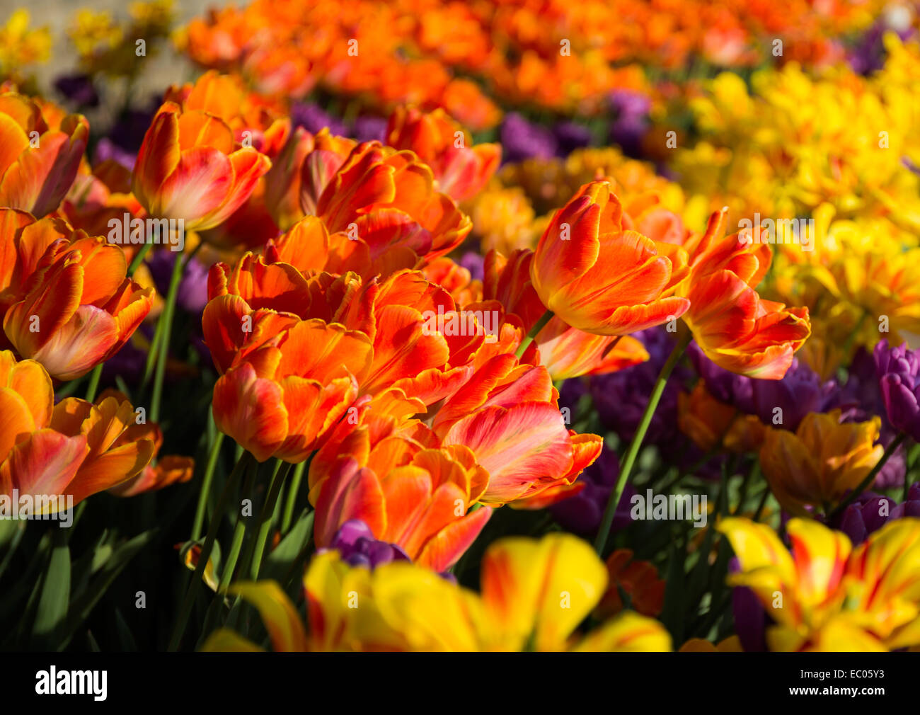 Closeup of red, yellow and violet tulips Stock Photo - Alamy