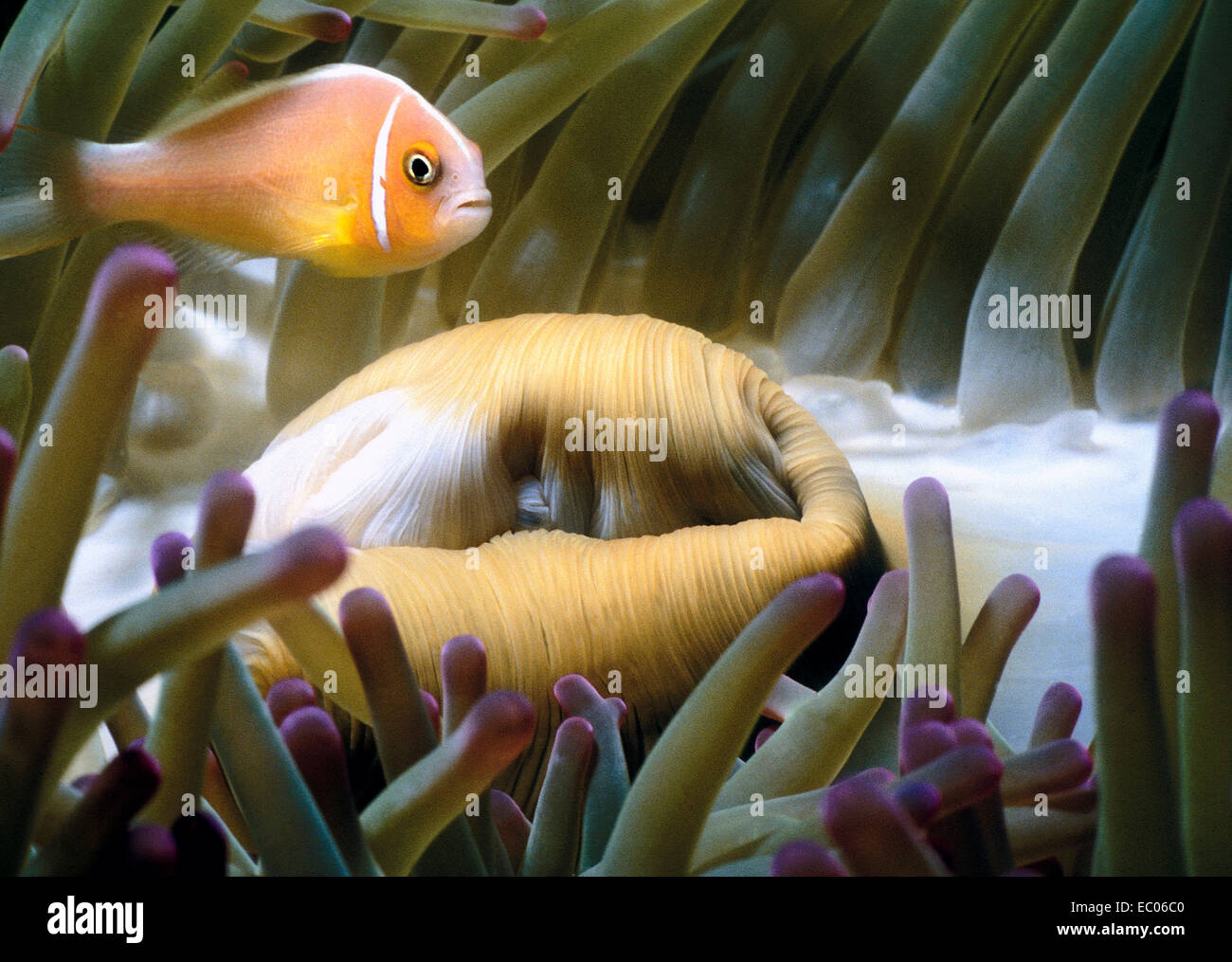 Anemonefish mouth hi-res stock photography and images - Alamy