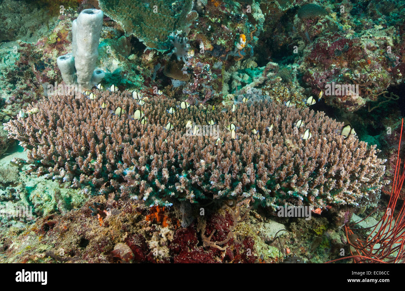 Reticulatus hi-res stock photography and images - Alamy