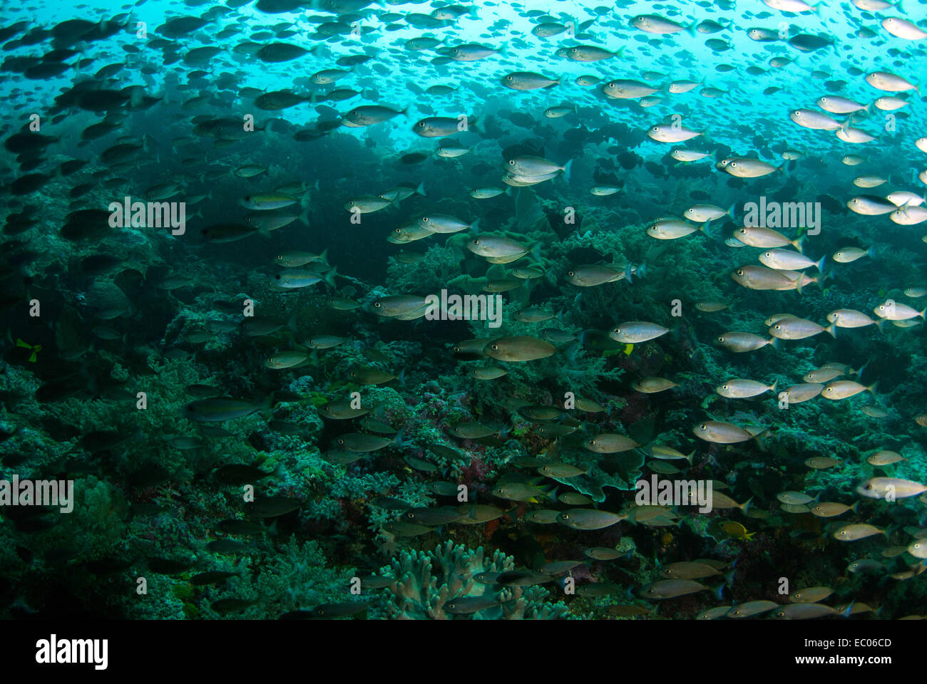 Fish school at Pula Ai, Indonesia Stock Photo - Alamy