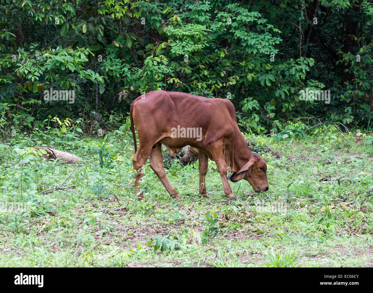 Young ox on the lawn behind countryside house Stock Photo - Alamy