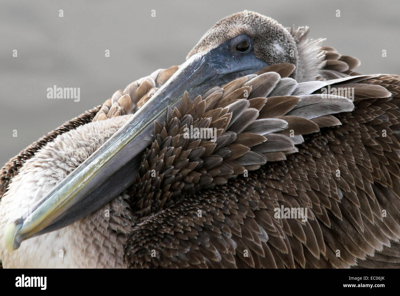 A Pelican resting along a coastal estuary in South Carolina Stock Photo ...
