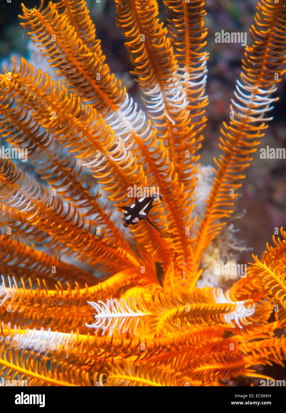 Juvenile fish hi-res stock photography and images - Alamy