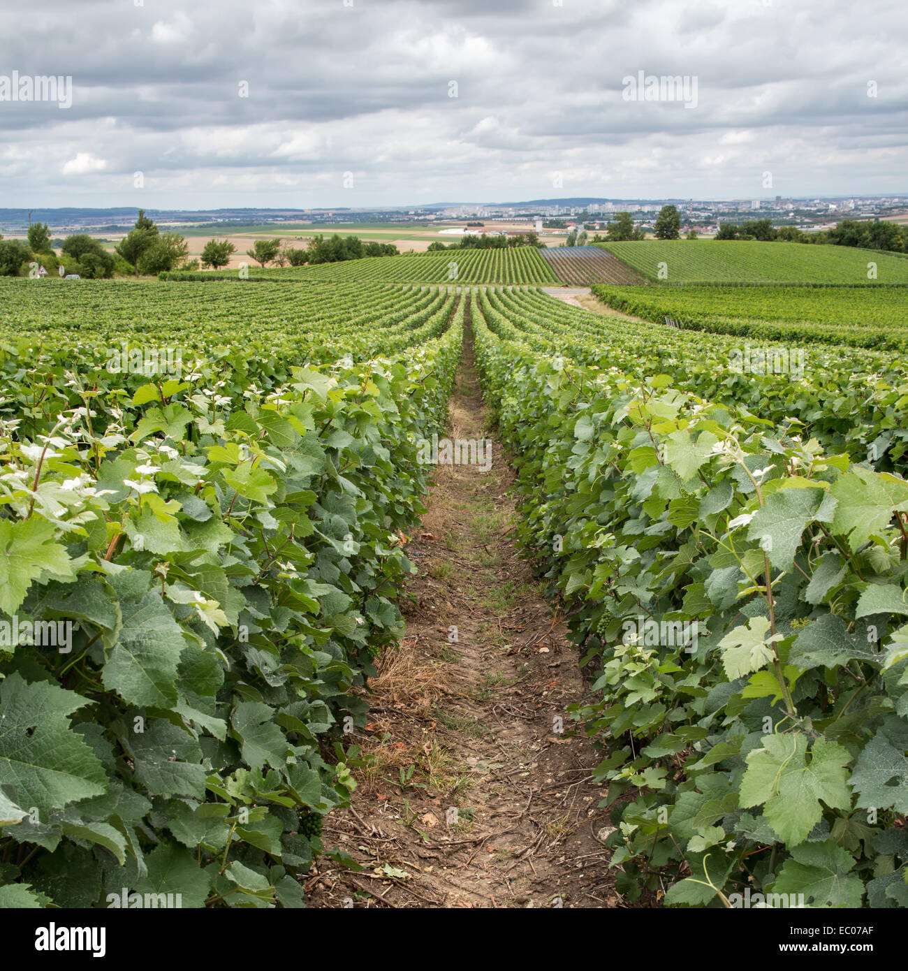 Vineyard landscape, Montagne de Reims, France Stock Photo - Alamy