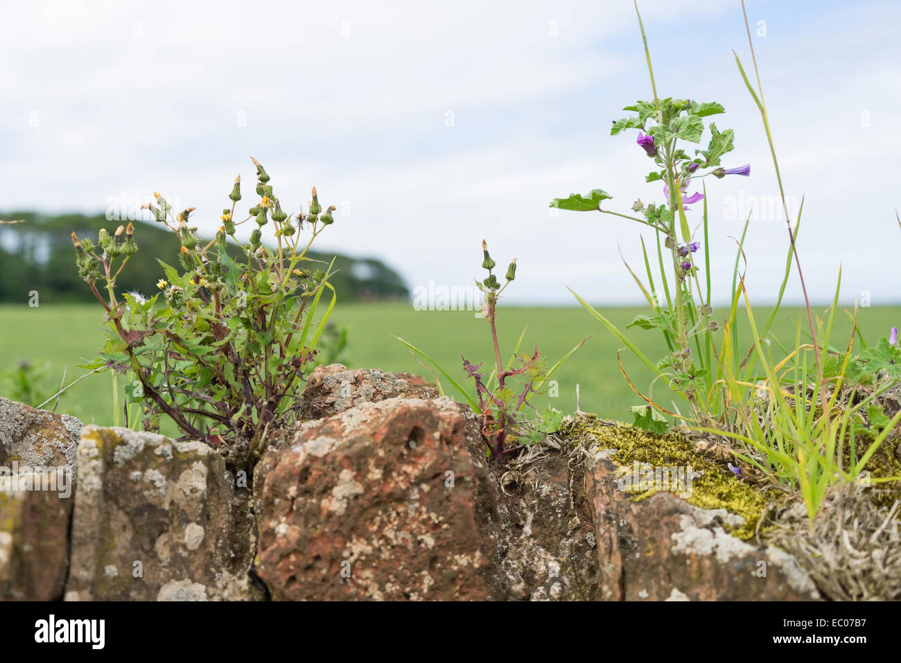 Weeds wall hi-res stock photography and images - Alamy