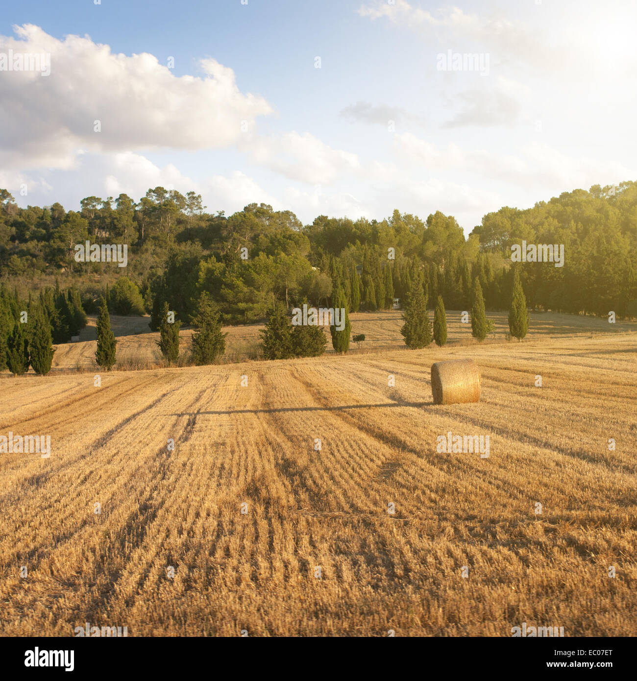 wheat field with haystack on sunset after a harvest Stock Photo - Alamy