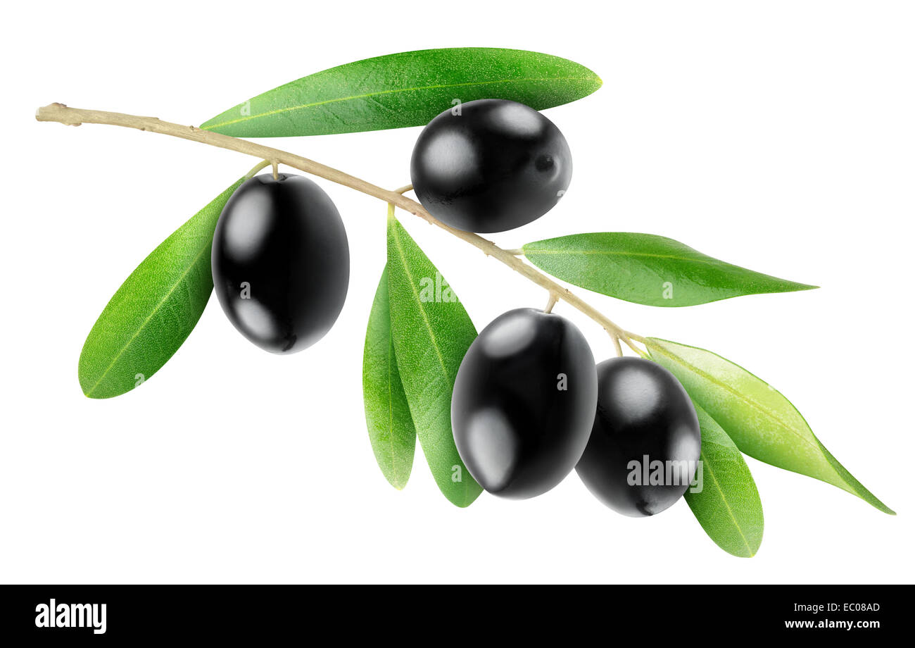 Branch black and white Cut Out Stock Images & Pictures - Alamy