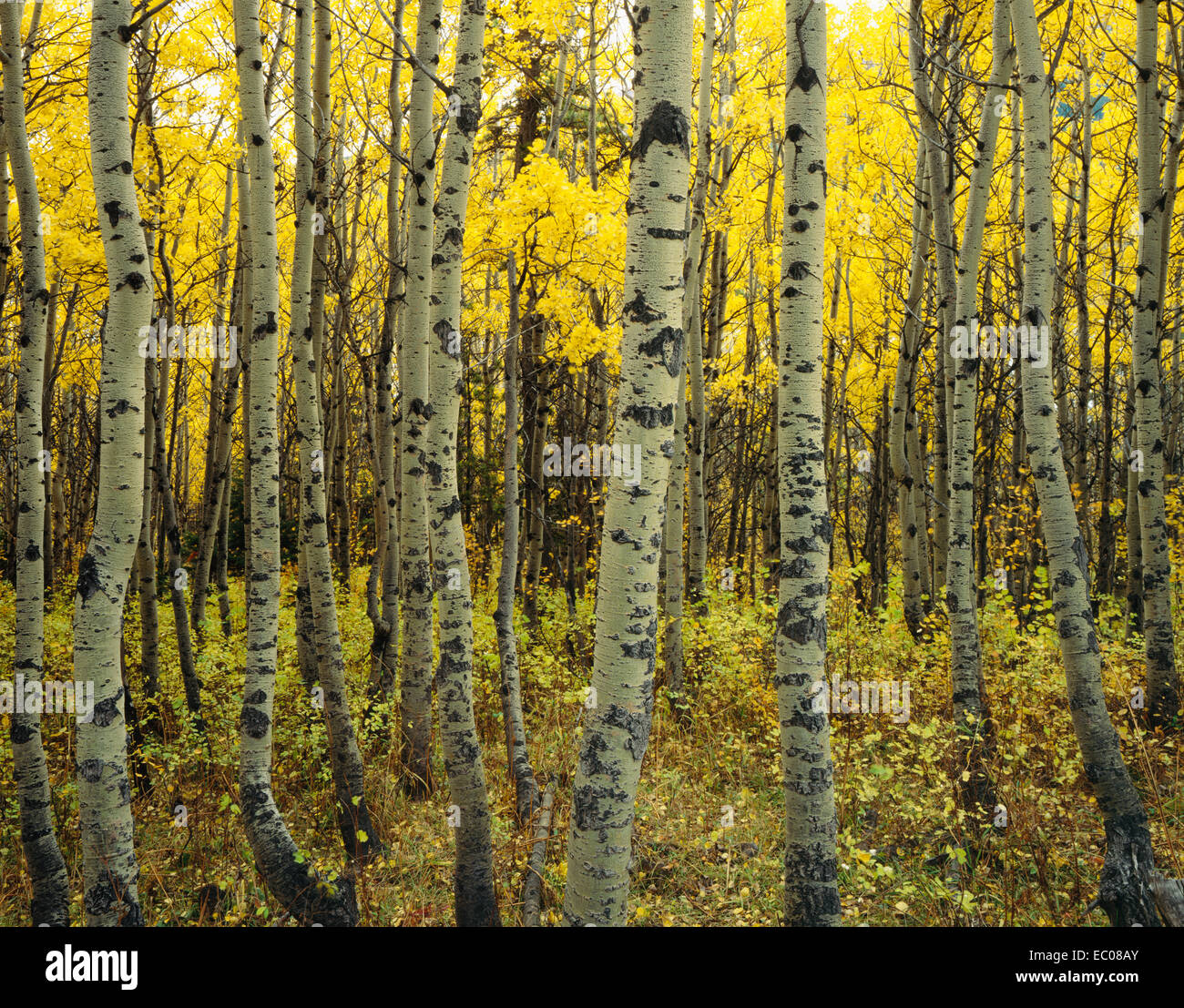 Aspen forest in yellow fall color. Glacier National Park, Montana Stock ...