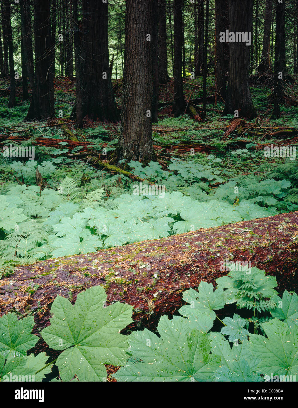 Devils club hi-res stock photography and images - Alamy