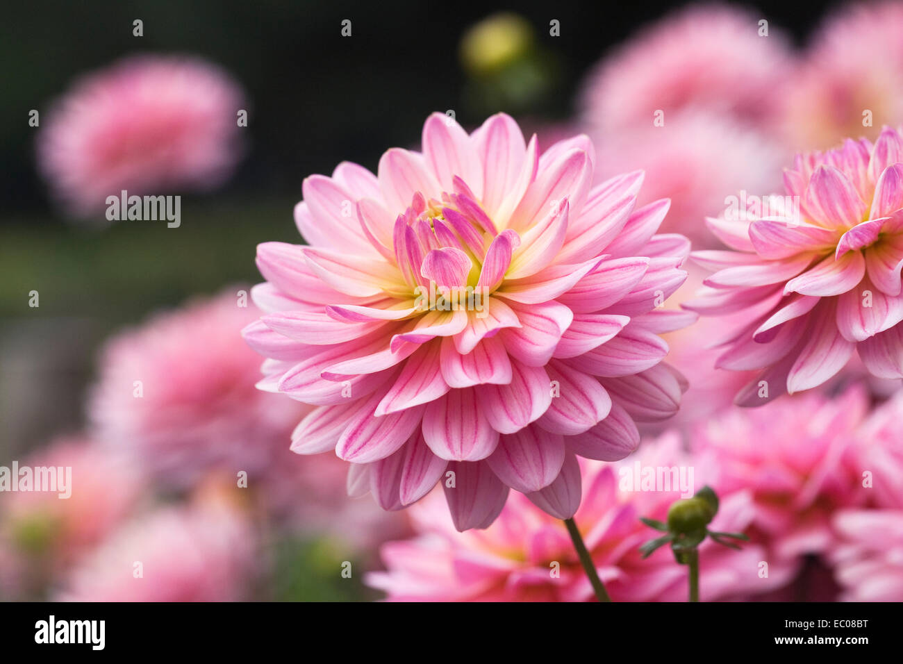 Dahlia 'Pink Magic' in an herbaceous border Stock Photo - Alamy