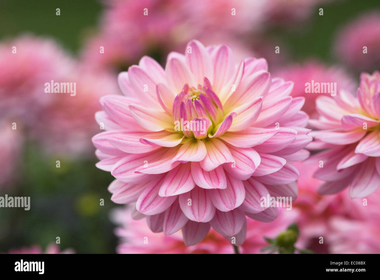 Dahlia magic hi-res stock photography and images - Alamy
