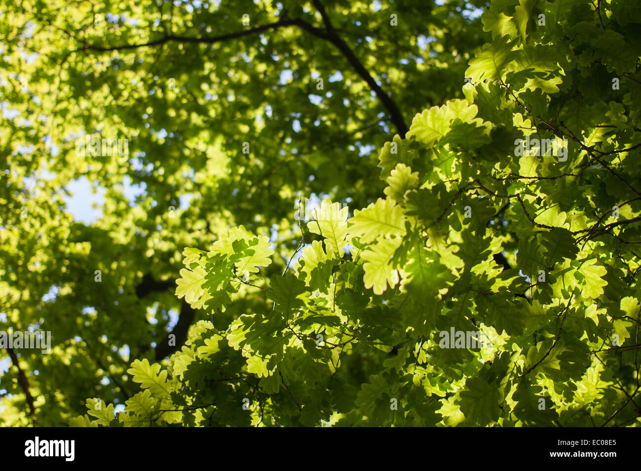 Green oak leaves in hi-res stock photography and images - Alamy