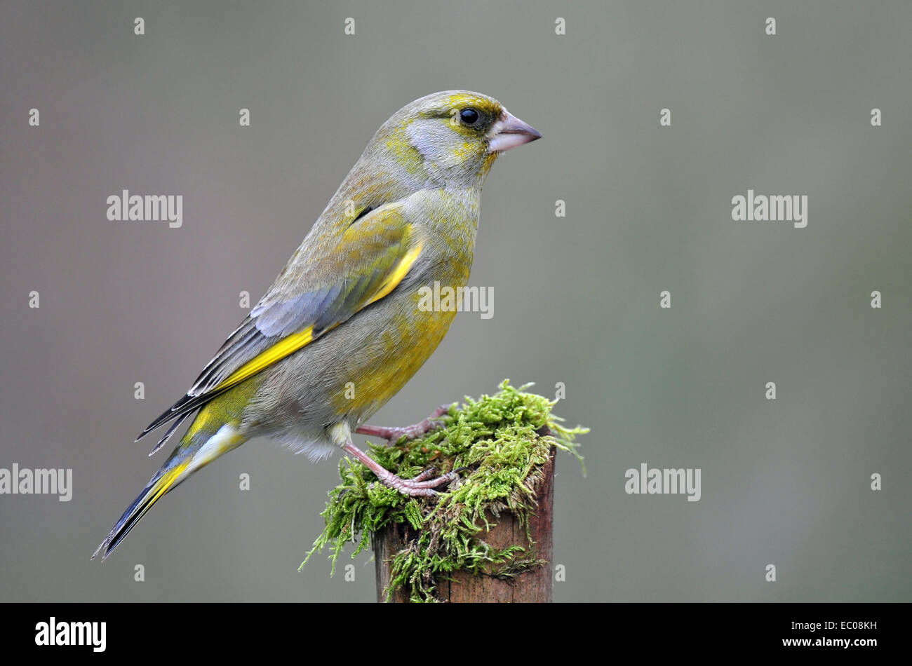 Greenfinch fauna hi-res stock photography and images - Alamy