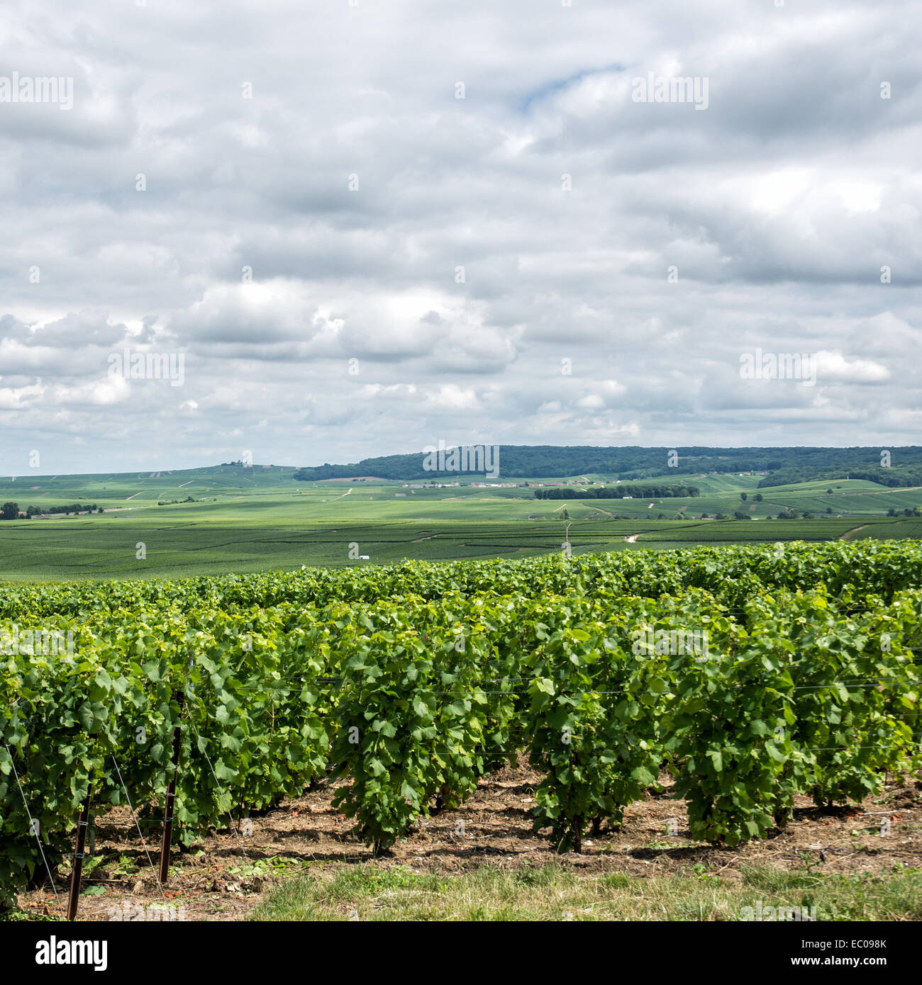 Vineyard landscape, Montagne de Reims, France Stock Photo - Alamy