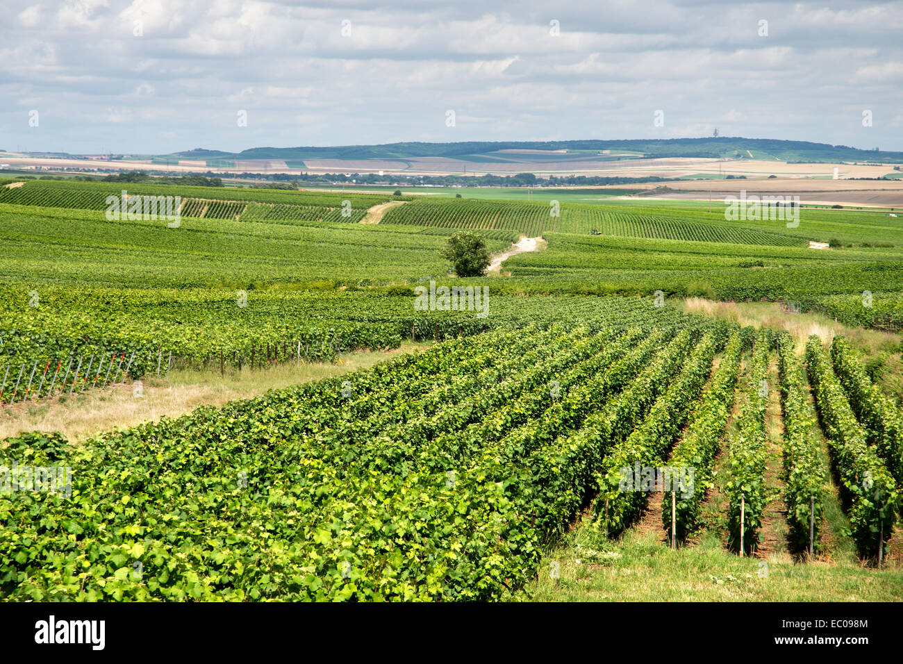 Vineyard landscape, Montagne de Reims, France Stock Photo - Alamy