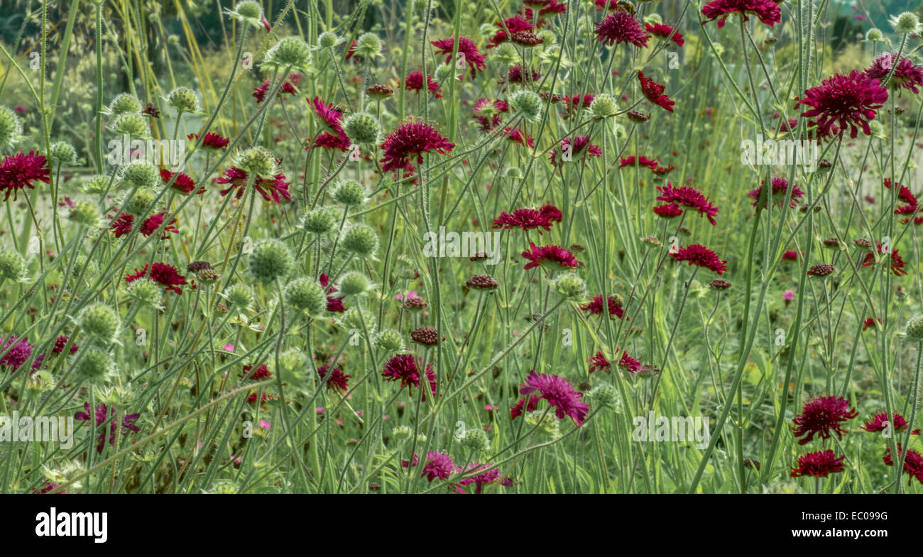 Dark red flowers hi-res stock photography and images - Alamy