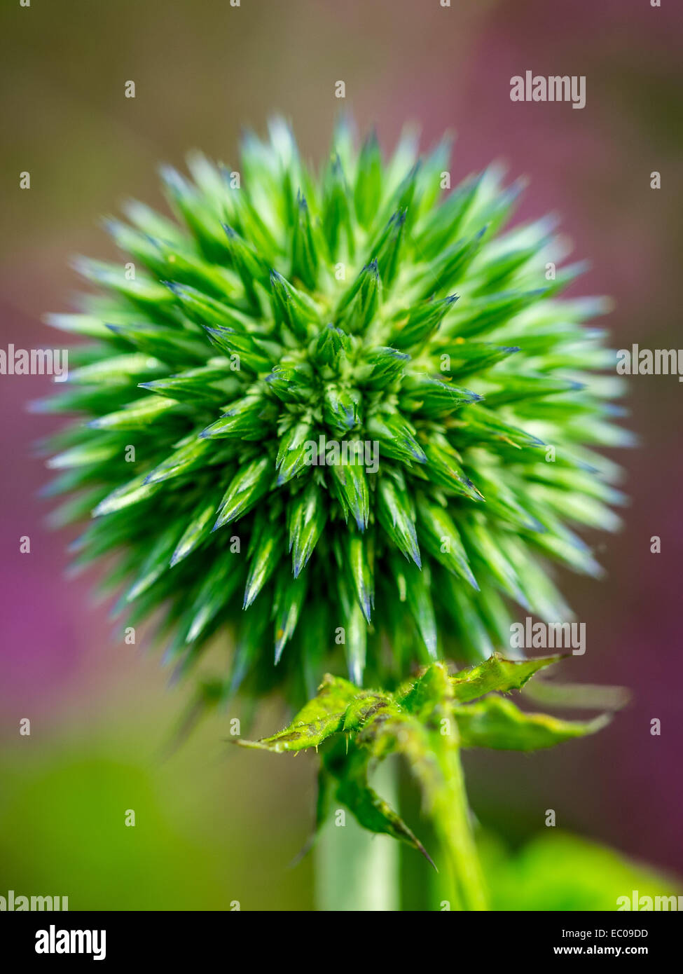 Spike Flower Stock Photo - Alamy