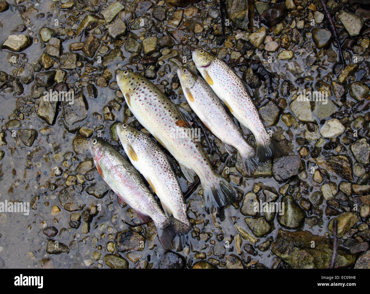 Five trout fish displayed on the ground Stock Photo - Alamy