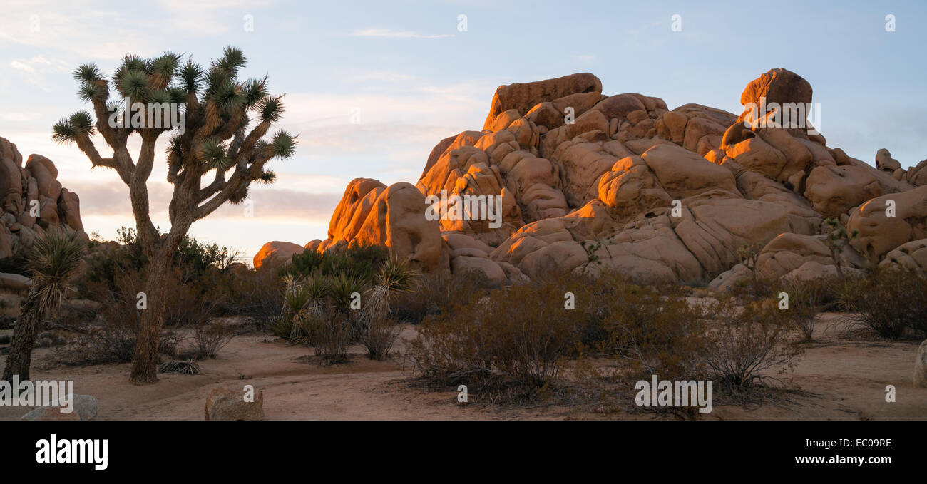 A unique tree to the southern California landscape stands here with a ...
