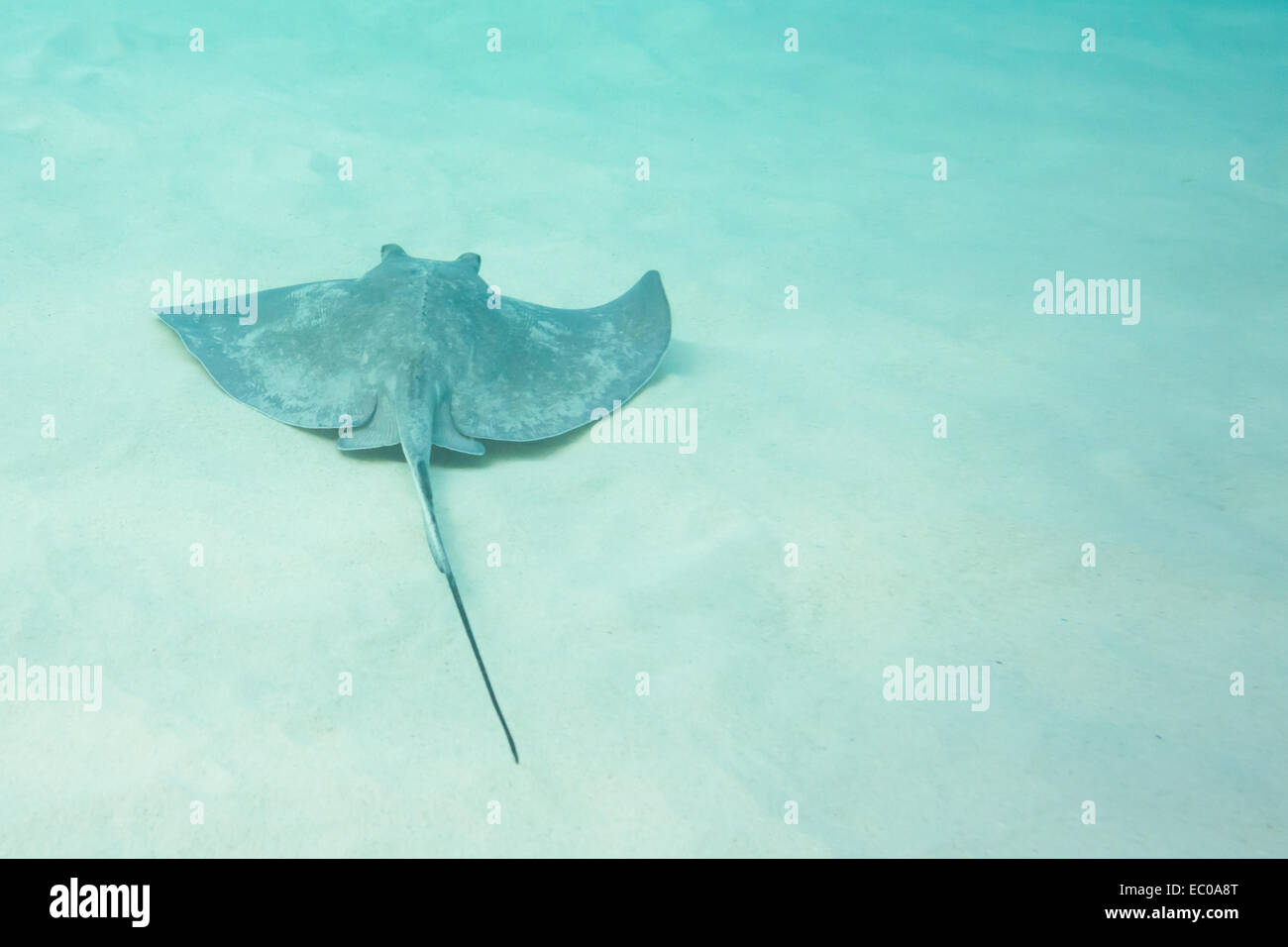 A gray ray skims the ocean floor as it travels in the clear waters of ...