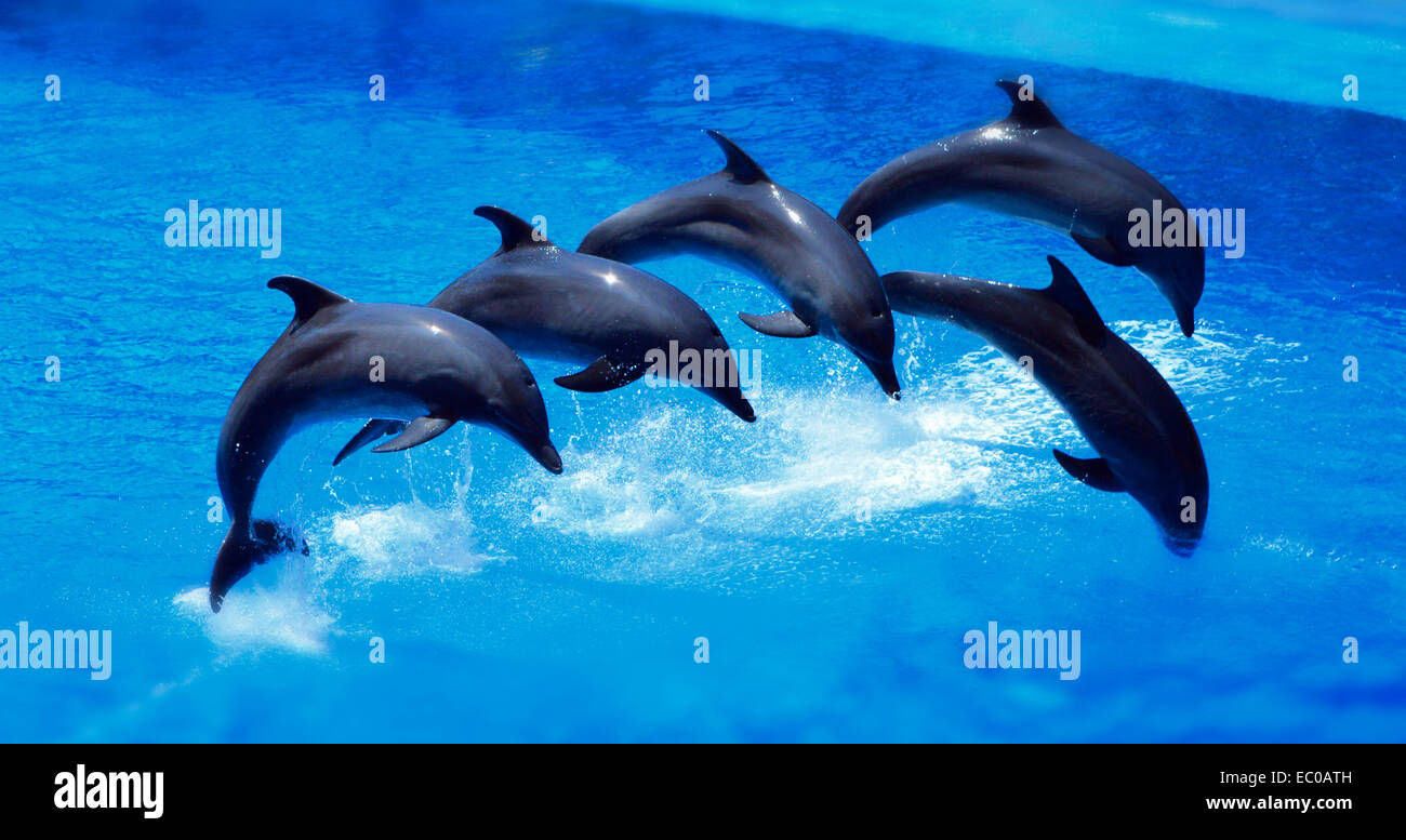 Leaping dolphins hi-res stock photography and images - Alamy