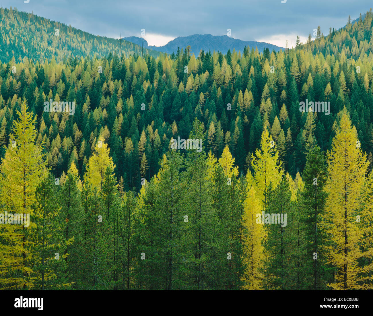 Western larch hi-res stock photography and images - Alamy