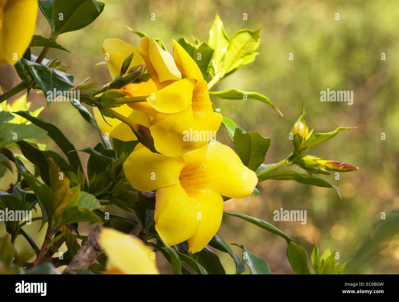 Yellow allamanda (Allamanda cathartica) plant in flower Stock Photo - Alamy