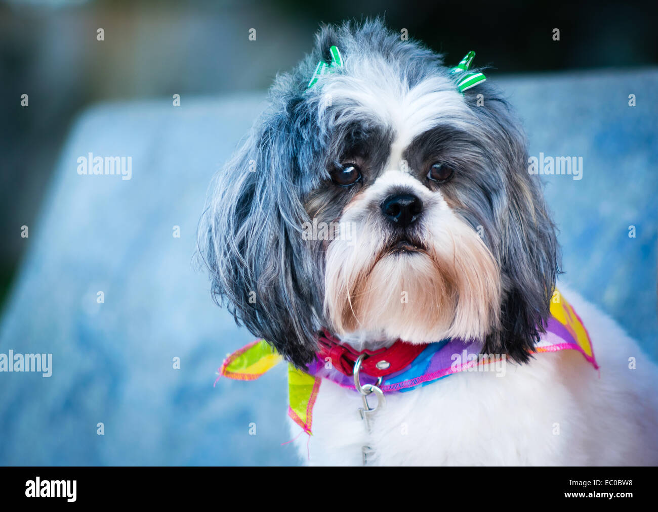 Shitzu dog hi-res stock photography and images - Alamy
