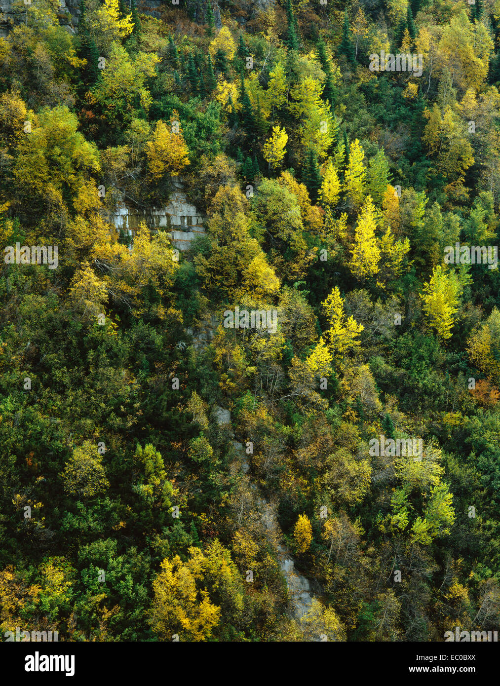 detail of fall foliage on steep mountainside. Glacier National Park ...