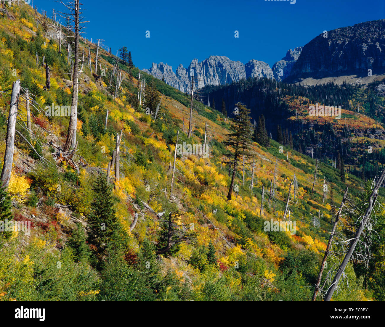 fall colors on steep mountainside with mountain peaks in background ...