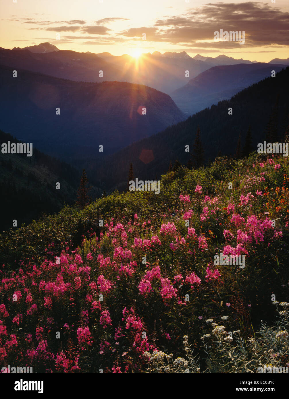 With fireweed in foreground hi-res stock photography and images - Alamy