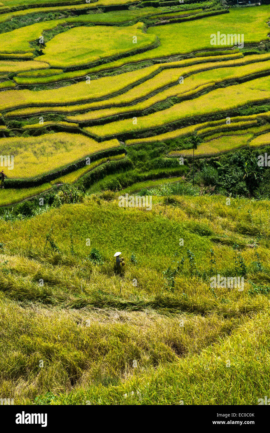 Ifugao culture hi-res stock photography and images - Alamy