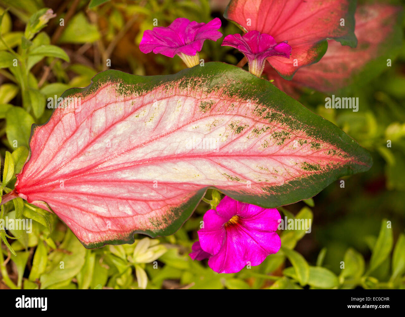 Arrow shaped leaf hi-res stock photography and images - Alamy